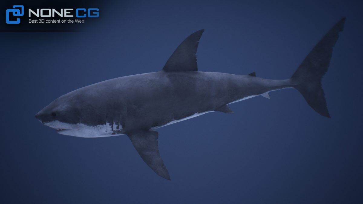 3D White Shark Unity » Download and buy 3D profestionnal models on NoneCG.com