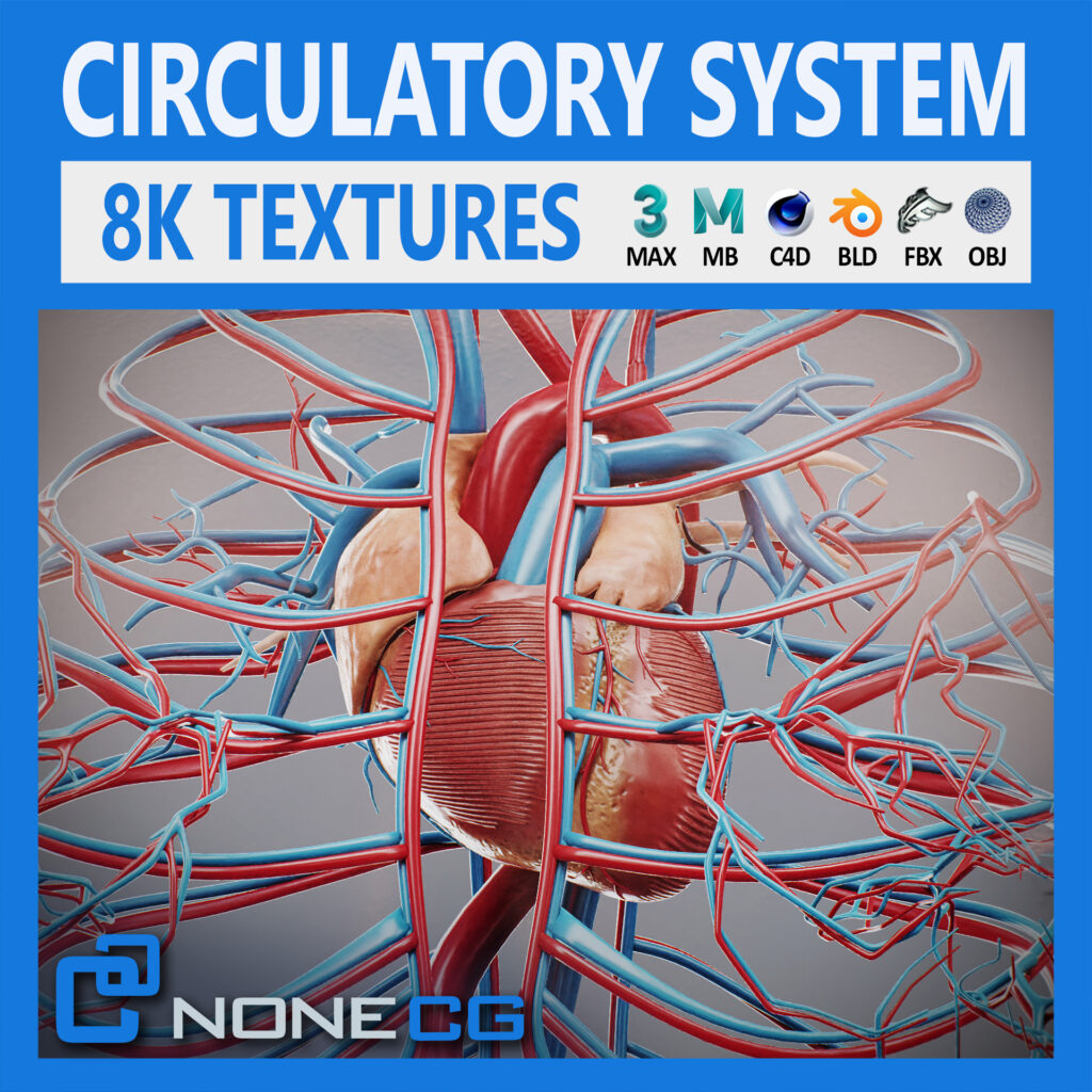 3D Human Female Circulatory Anatomy » Download and buy PRO 3D models on ...