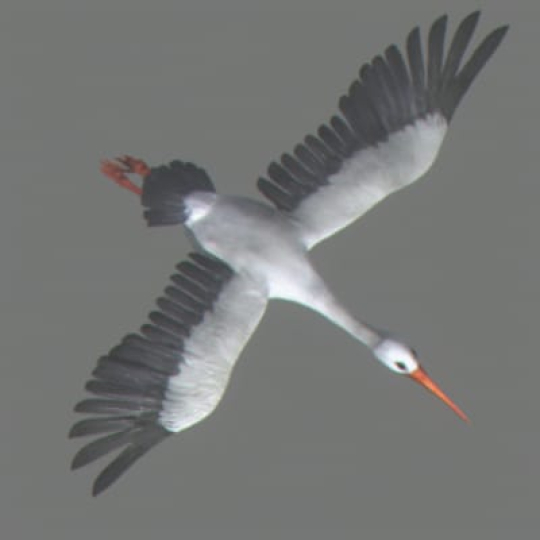 3D Pack - Birds Animated » Download and buy PRO 3D models on NoneCG.com