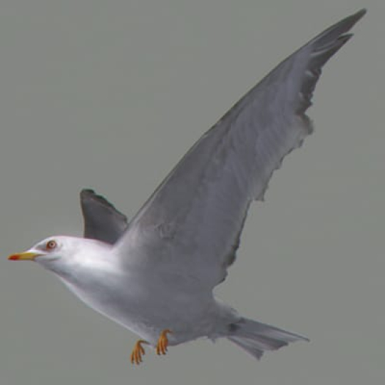 3D Pack - Birds Animated » Download and buy PRO 3D models on NoneCG.com