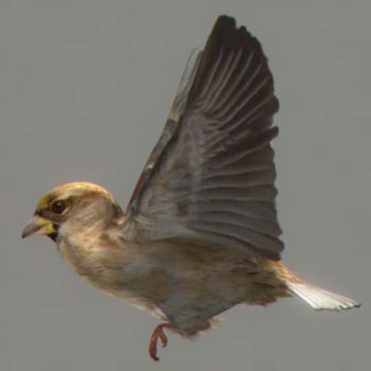 3D Pack - Birds Animated » Download and buy PRO 3D models on NoneCG.com