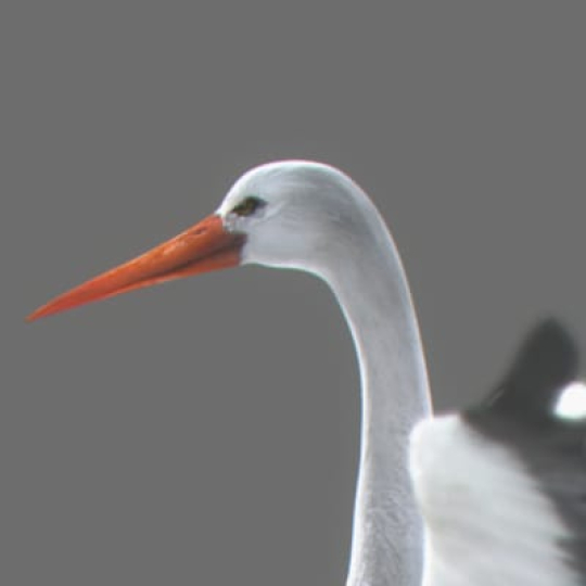 3D Pack - Birds Animated » Download and buy PRO 3D models on NoneCG.com