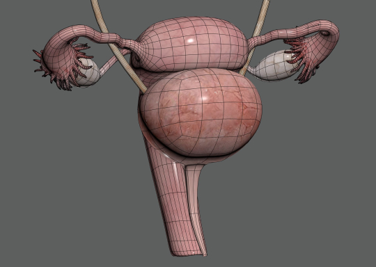 3D Human Female Urinary and Reproductive Anatomy - 3D Model » Download ...